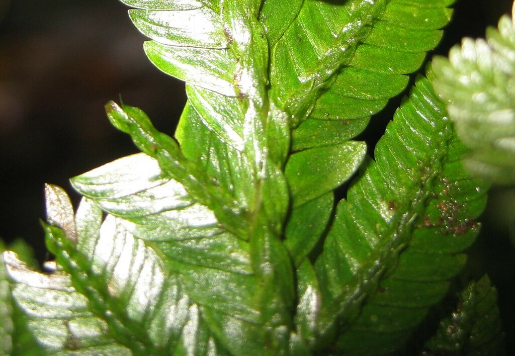 spikemosses from Sangir, South Solok Regency, West Sumatra, Indonesia ...