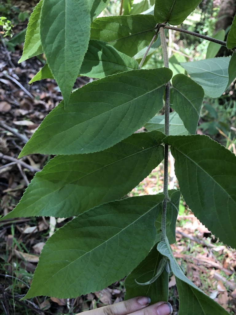 Callicarpa rubella from Warri Way, Currumbin Valley, QLD, AU on ...