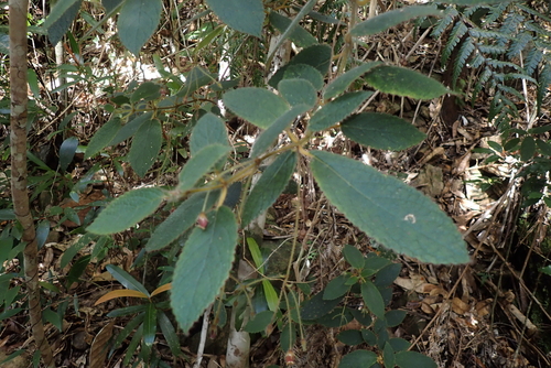 Coronanthera pulchra · iNaturalist