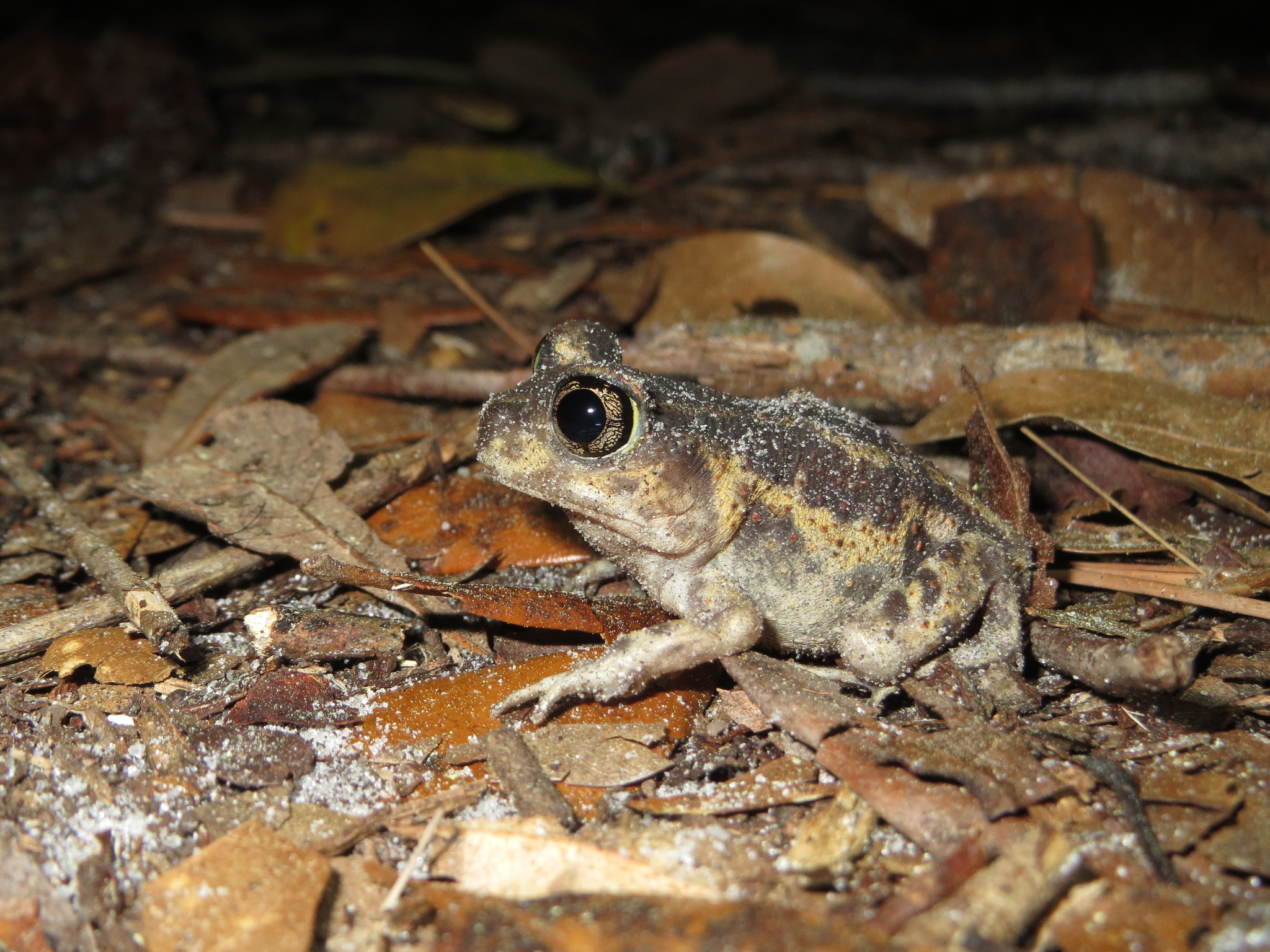 Scaphiopus holbrookii (Harlan, 1835)