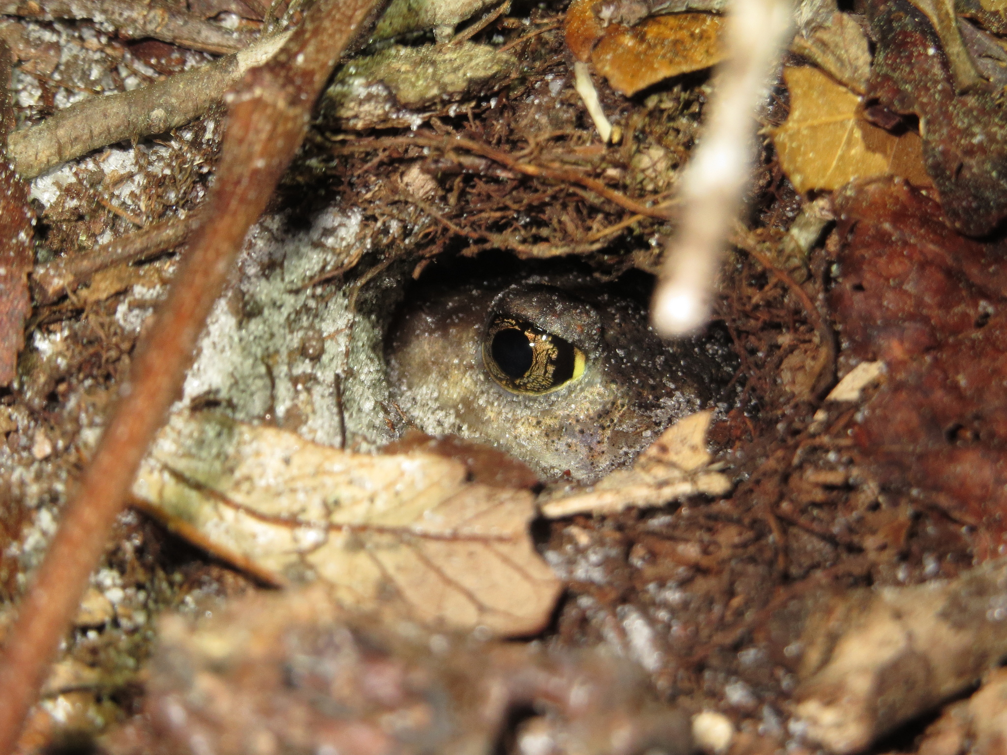 Scaphiopus holbrookii (Harlan, 1835)