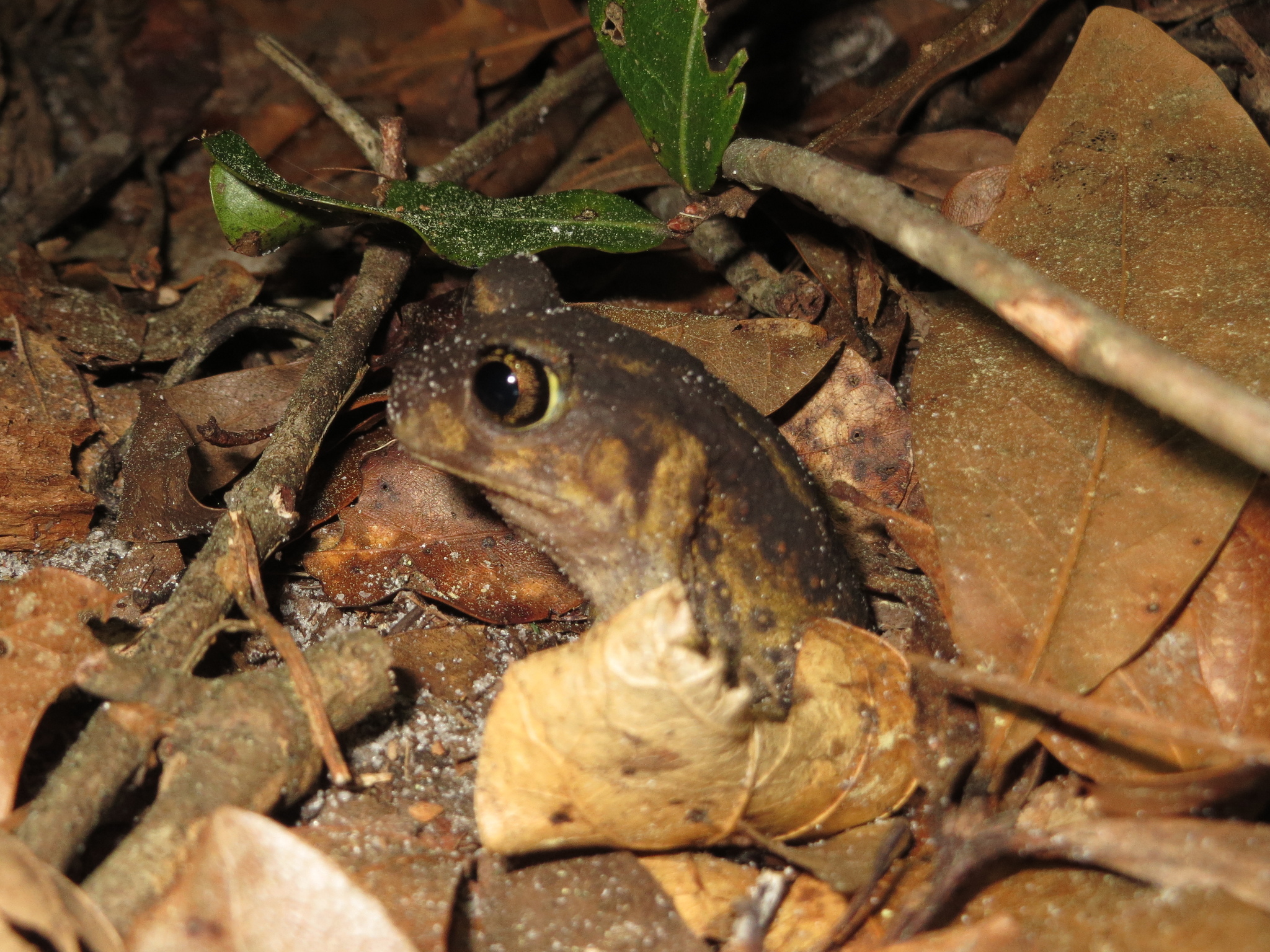 Scaphiopus holbrookii (Harlan, 1835)