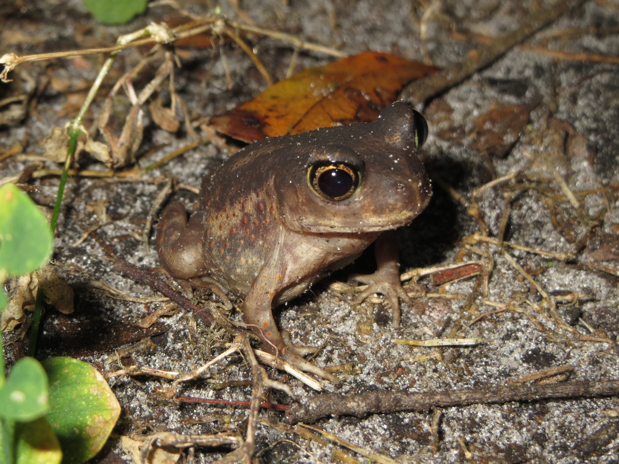 Scaphiopus holbrookii (Harlan, 1835)