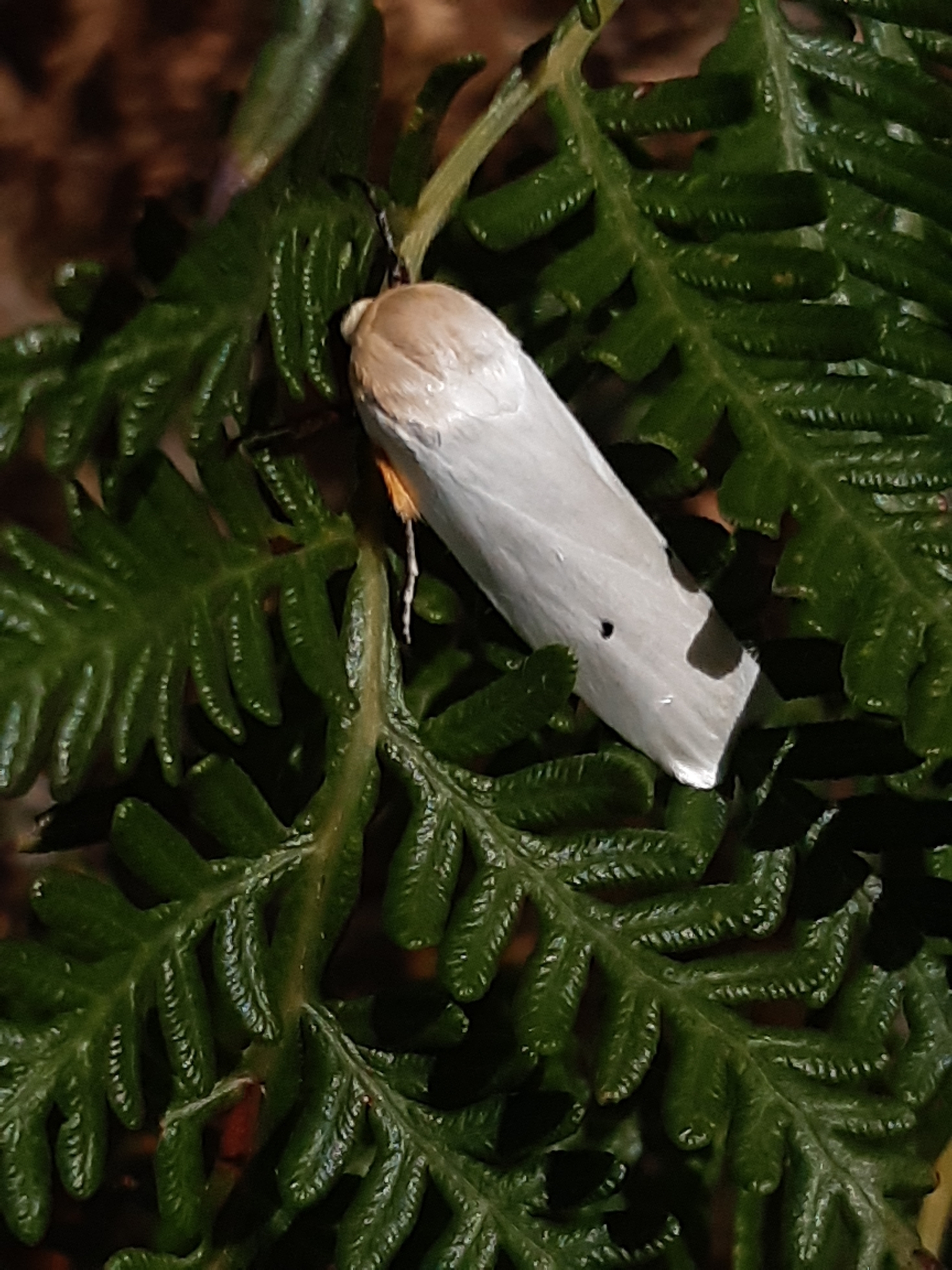 Maroga melanostigma (Wallengren, 1861)