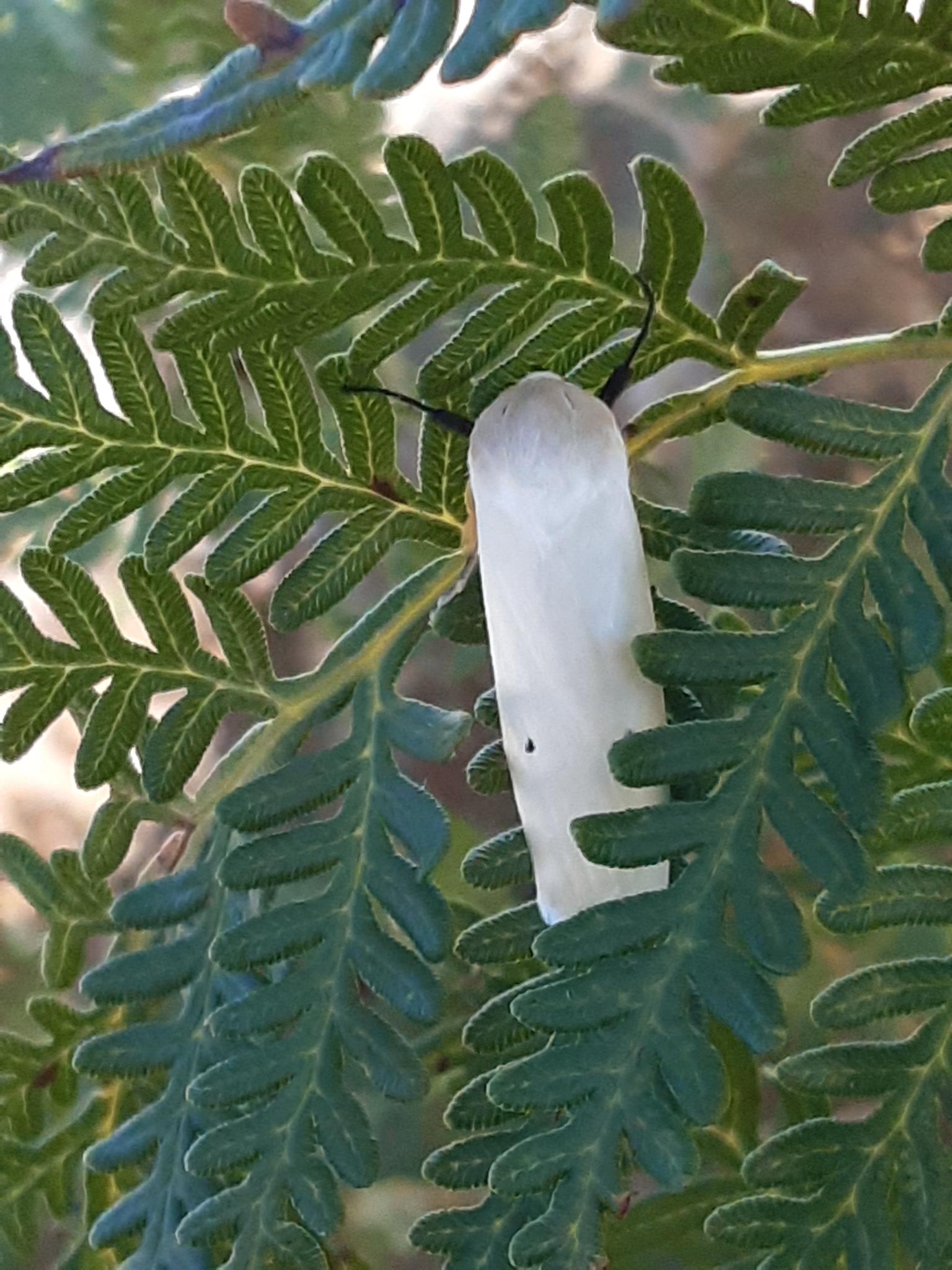 Maroga melanostigma (Wallengren, 1861)