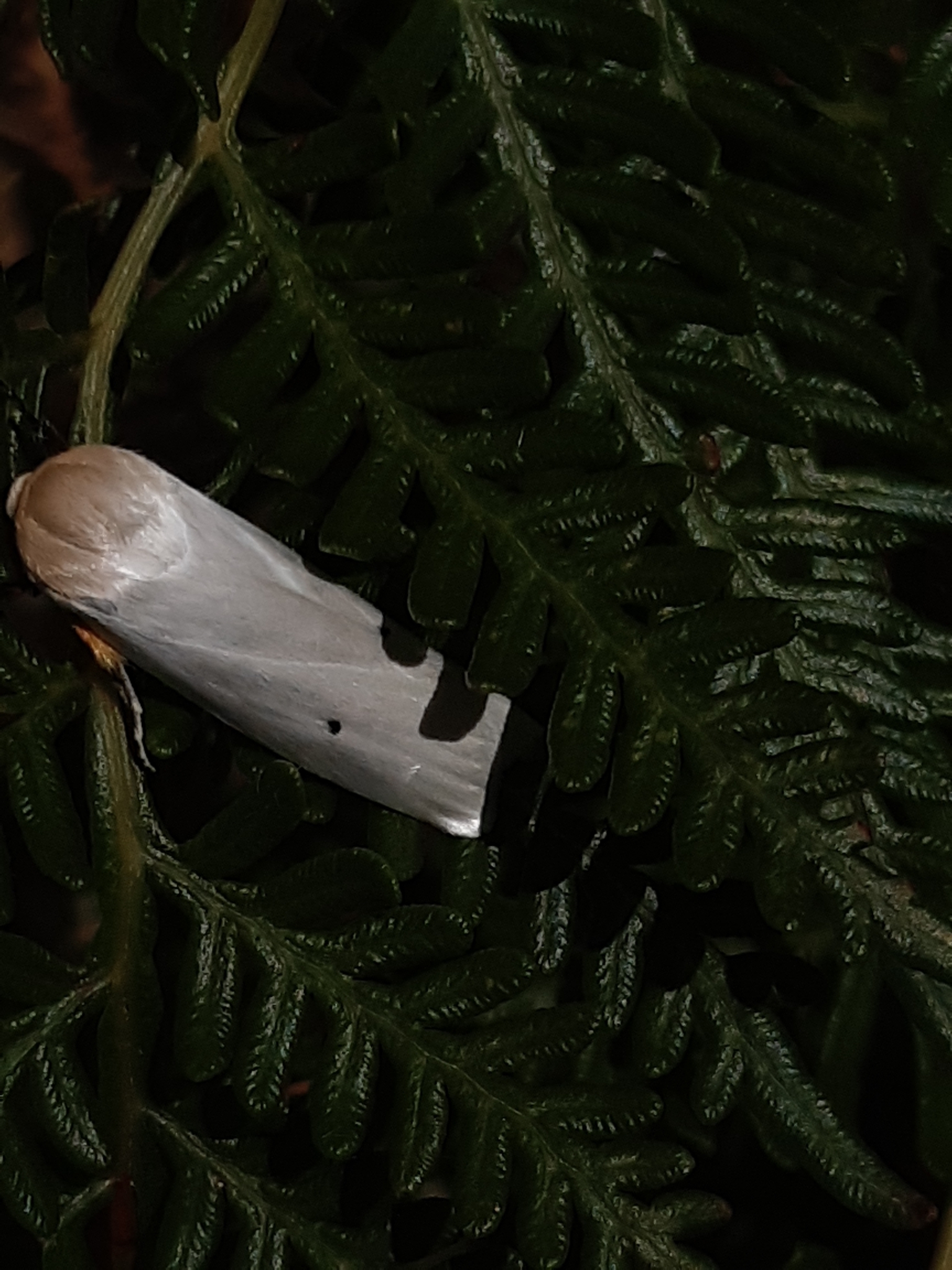 Maroga melanostigma (Wallengren, 1861)