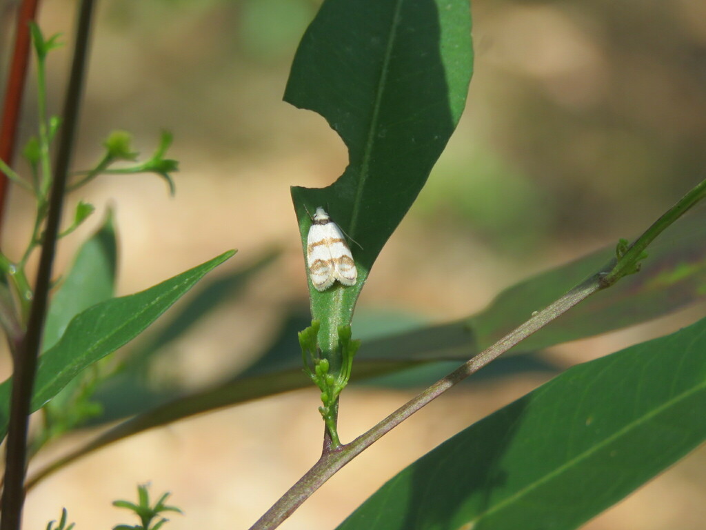 Chezala brachypepla from Middle Dural NSW 2158, Australia on February ...