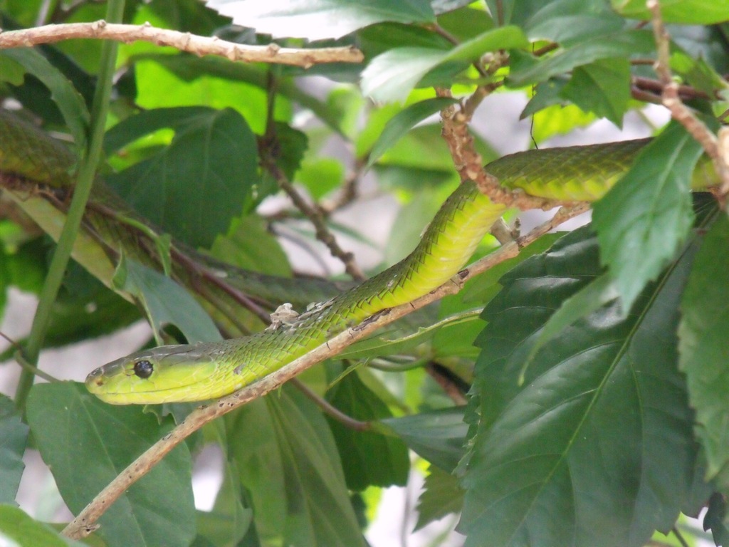 Eastern Green Mamba (Dendroaspis angusticeps) - Snakes and Lizards