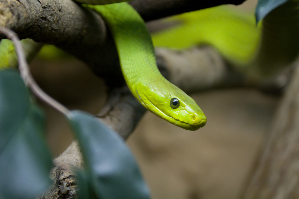 Eastern Green Mamba (Dendroaspis angusticeps) - Snakes and Lizards