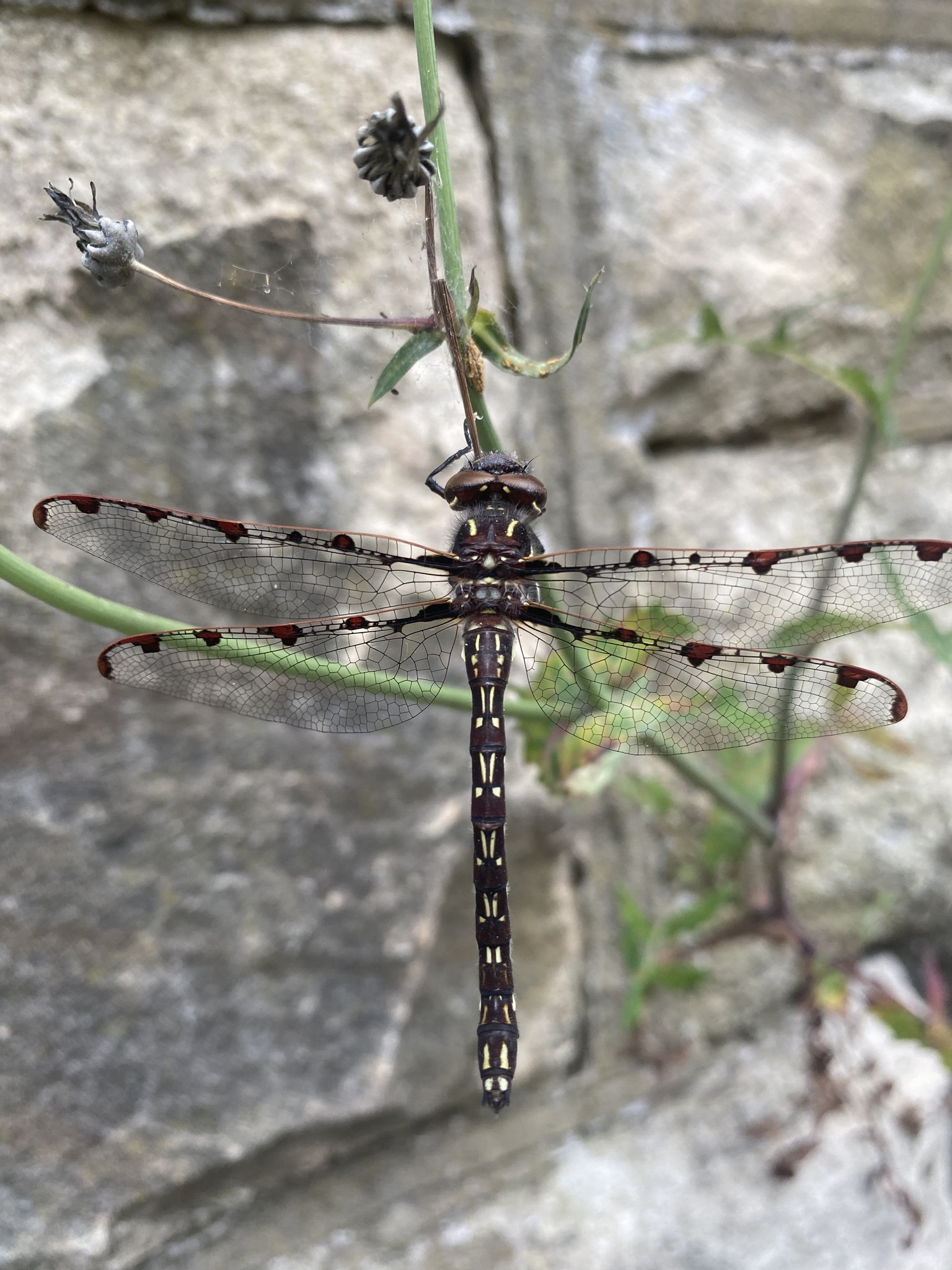 Austropetaliidae