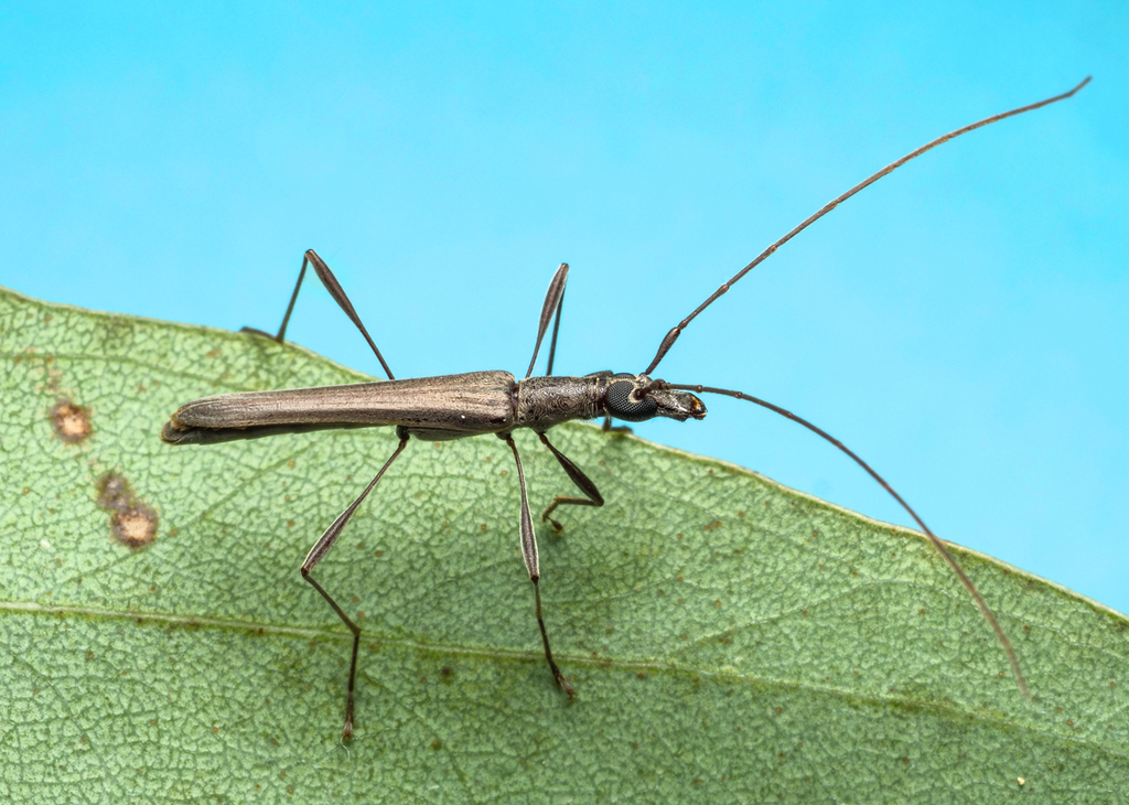Longhorn Beetles from Nundubbermere QLD 4380, Australia on January 01 ...
