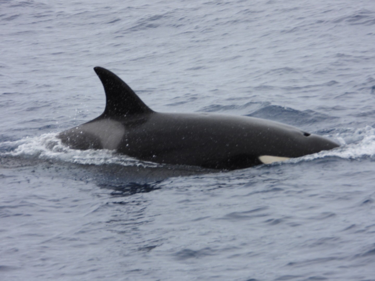 Orcinus orca (Linnaeus, 1758)