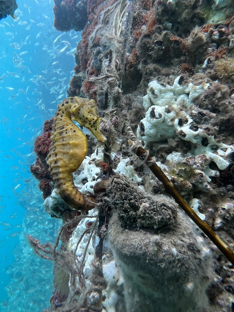 Bigbelly Seahorse from Bluewater Dr, Narooma, NSW, AU on January 28 ...