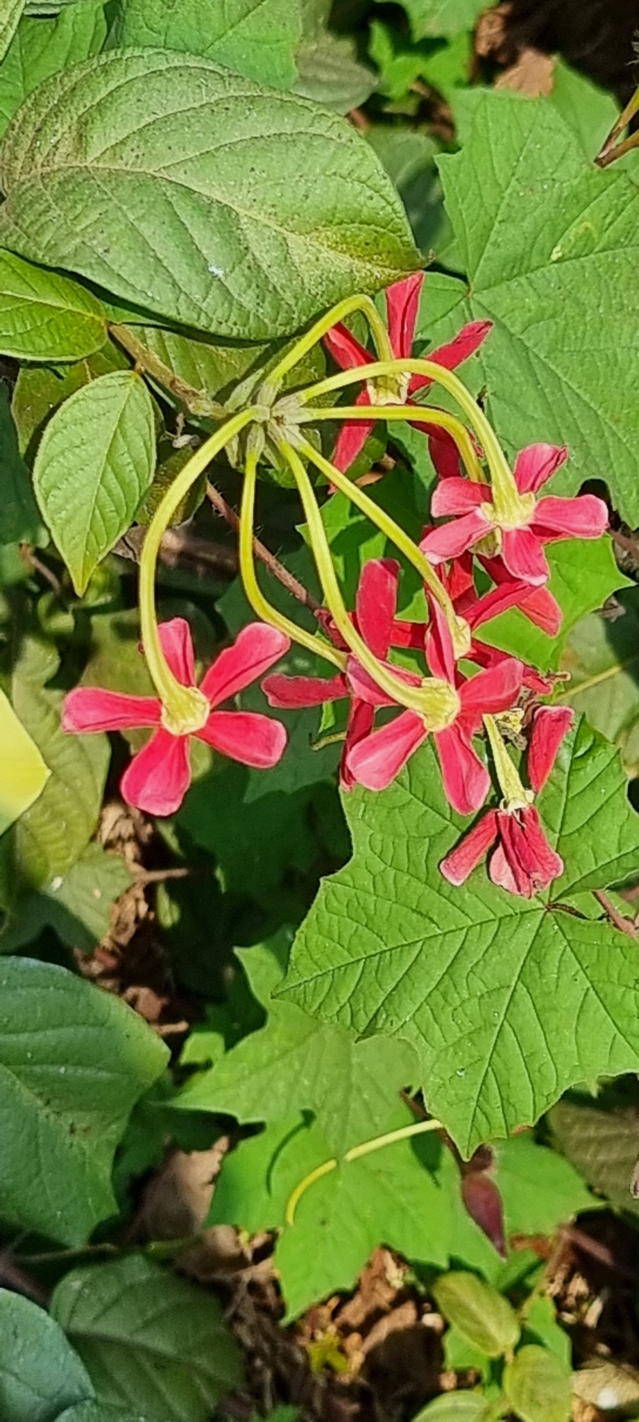 Combretum indicum (L.) Jongkind