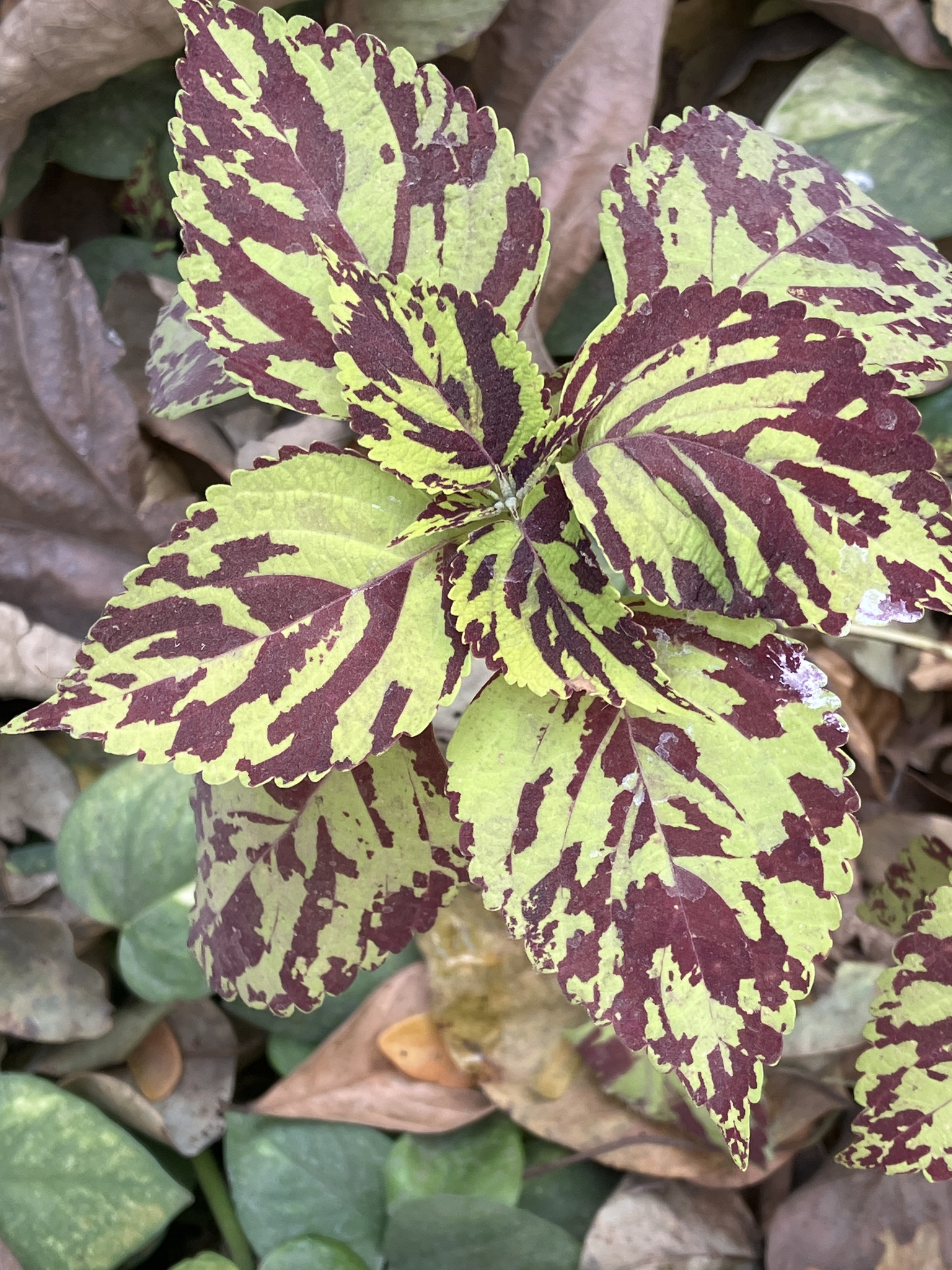 Coleus scutellarioides (L.) Benth.