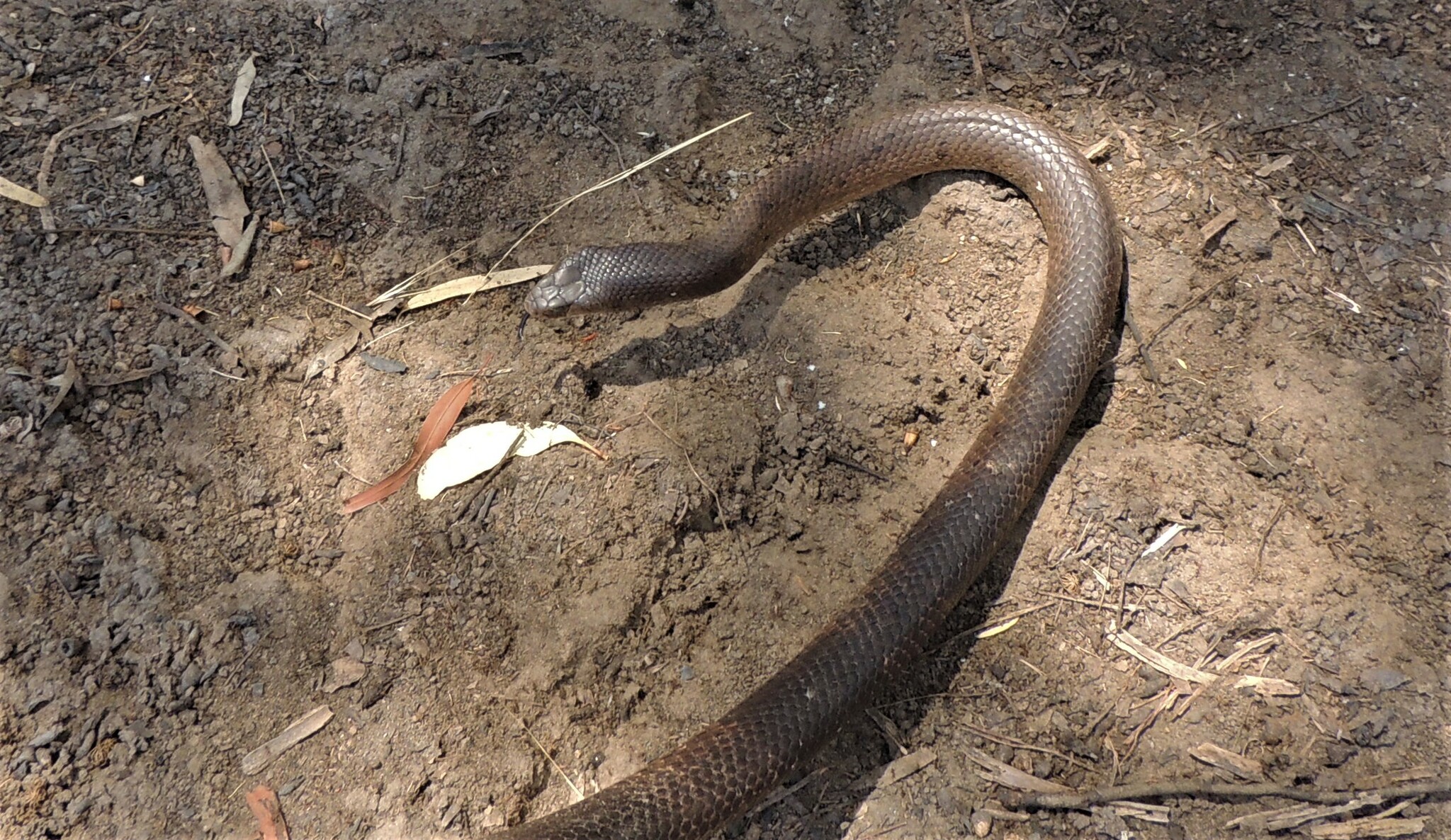 Pseudonaja affinis Günther, 1872