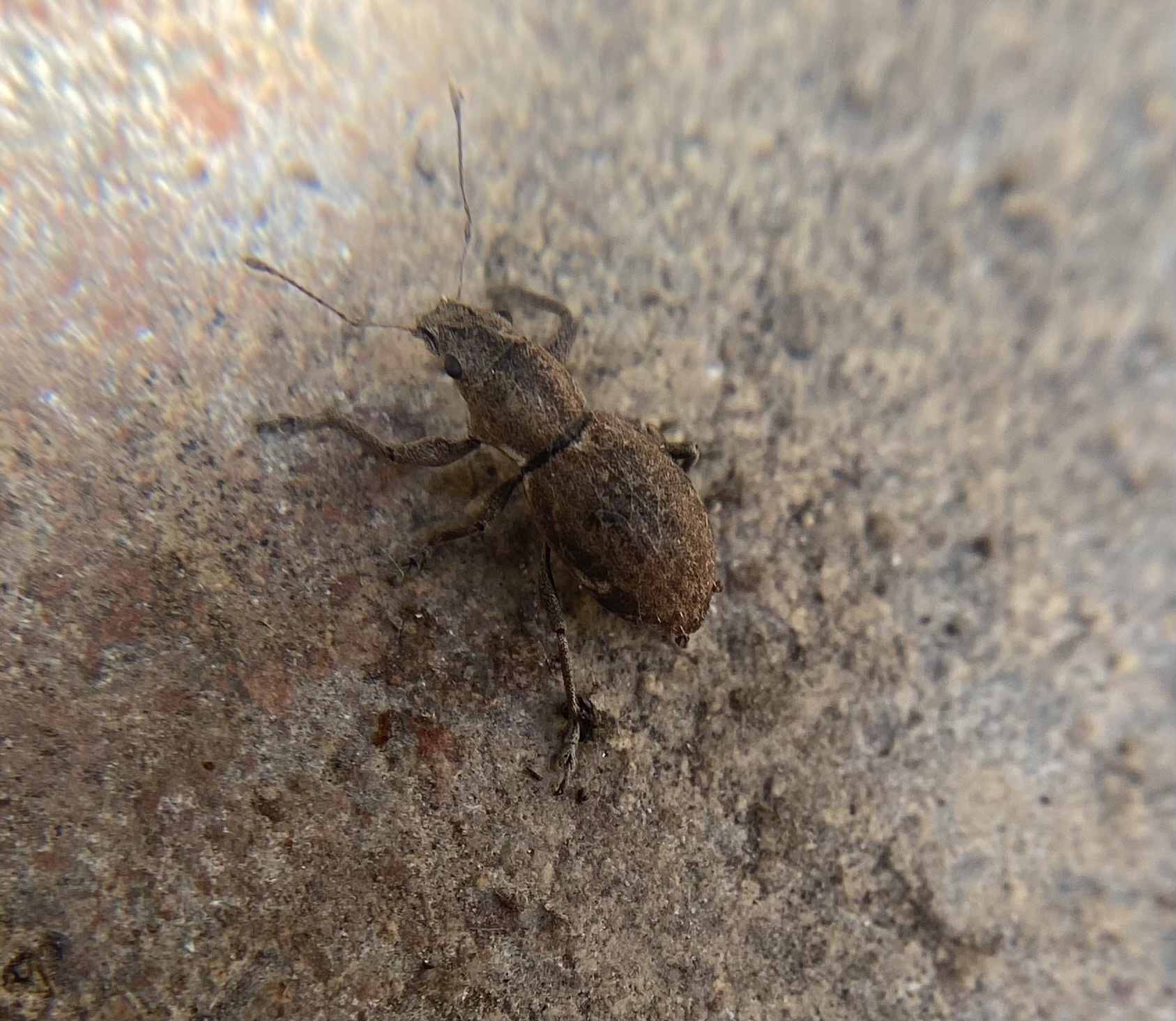 Pantomorus cervinus (Boheman, 1840)