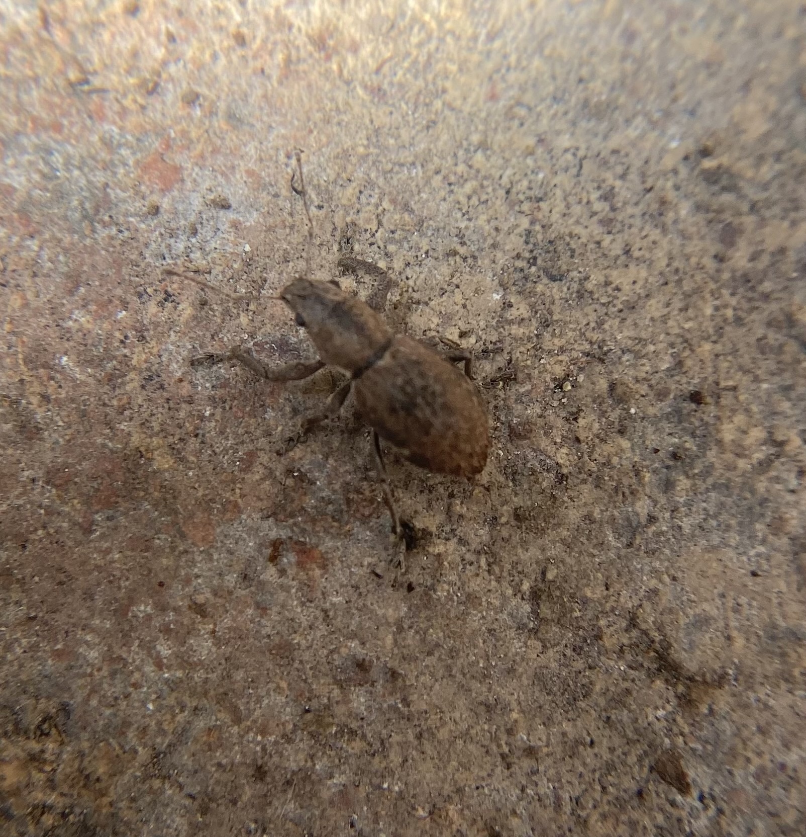 Pantomorus cervinus (Boheman, 1840)