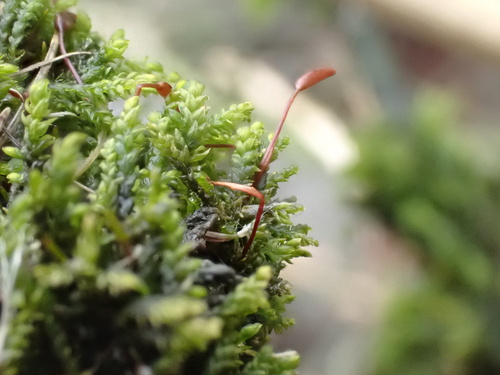 Photo 255618205, no rights reserved, uploaded by Jean-Paul Boerekamps ...