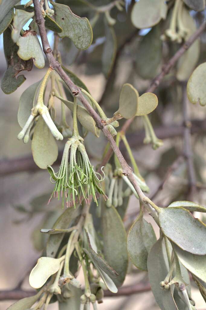 Green Mistletoe from Hart NT 0872, Australia on September 30, 2022 at ...