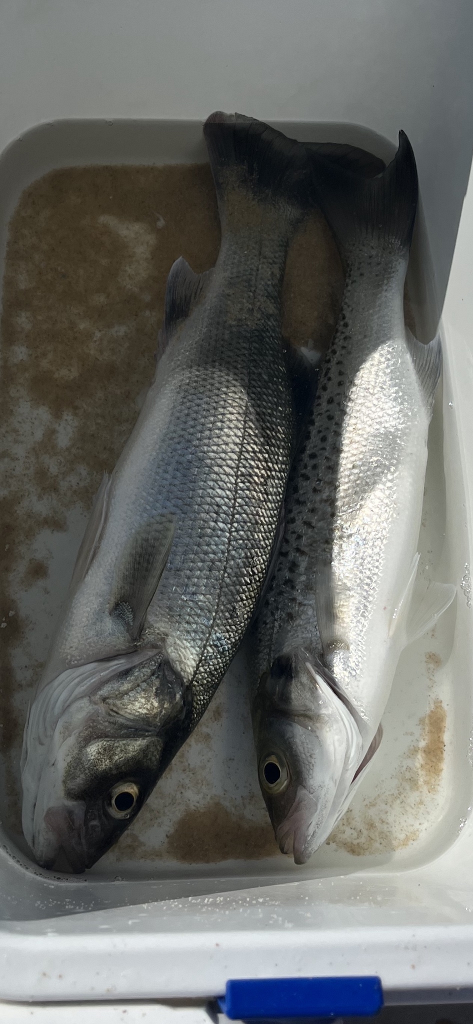 Moronidae