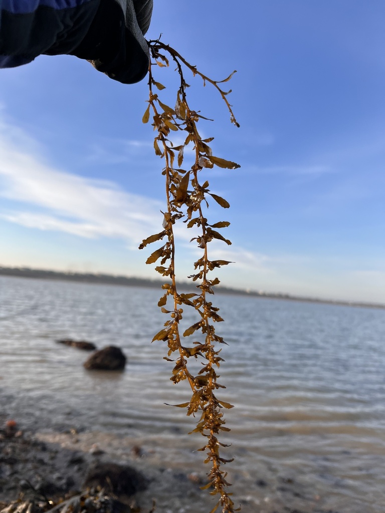 Japanese Wireweed from North Sea, Herne Bay, England, GB on February 10 ...