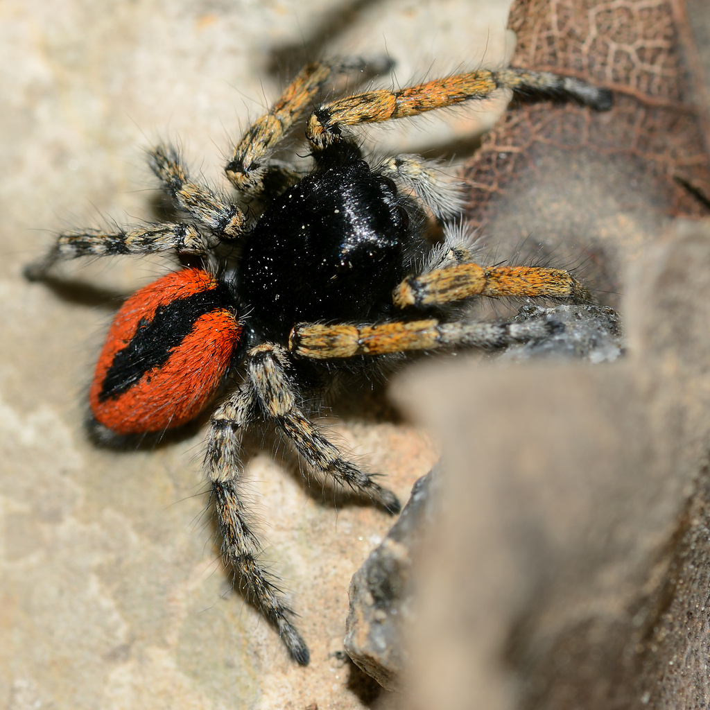 Red-bellied Jumping Spider from Les Besses on April 27, 2014 at 01:45 ...