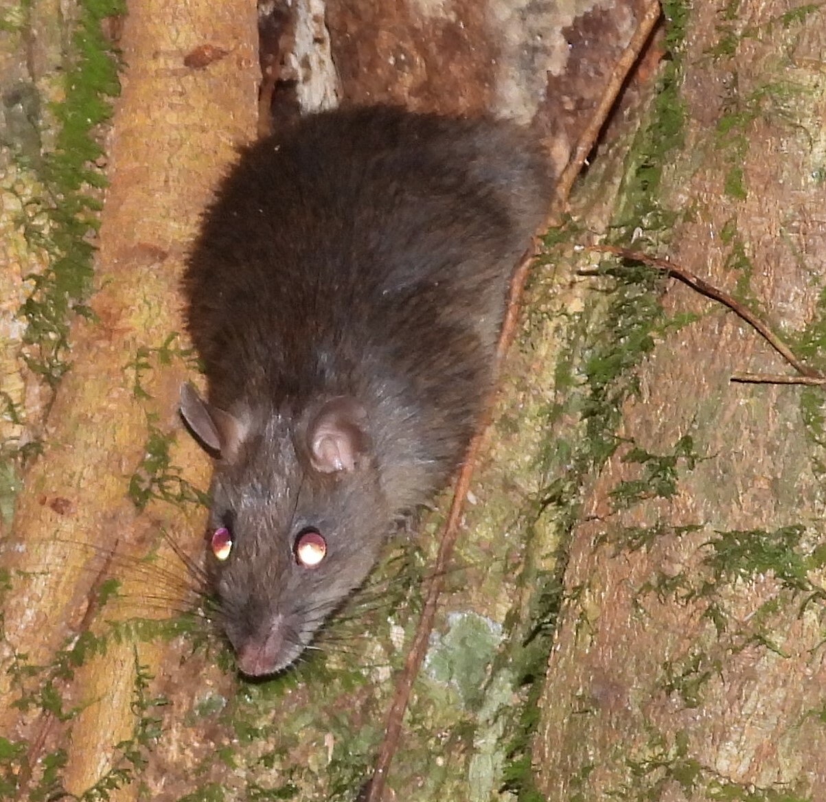 Rattus fuscipes (Waterhouse, 1839)