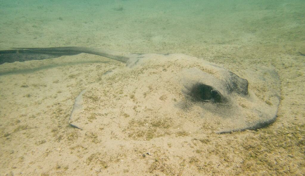 Broad Cowtail Stingray from Gladstone, QLD, Australia on January 25 ...