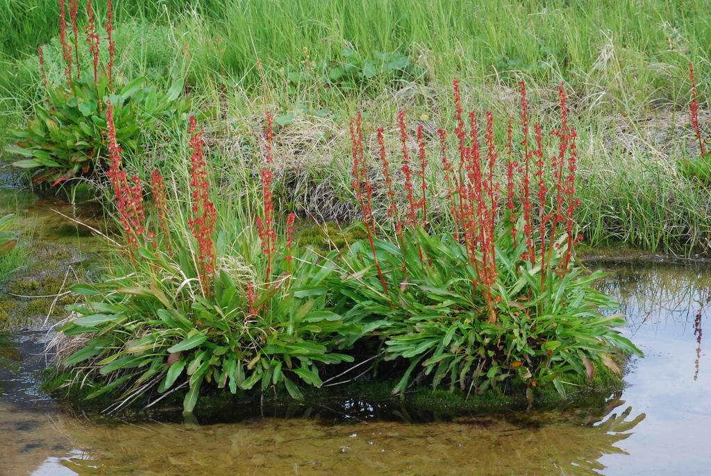 Arctic Dock (Rumex arcticus) - Botanical Realm