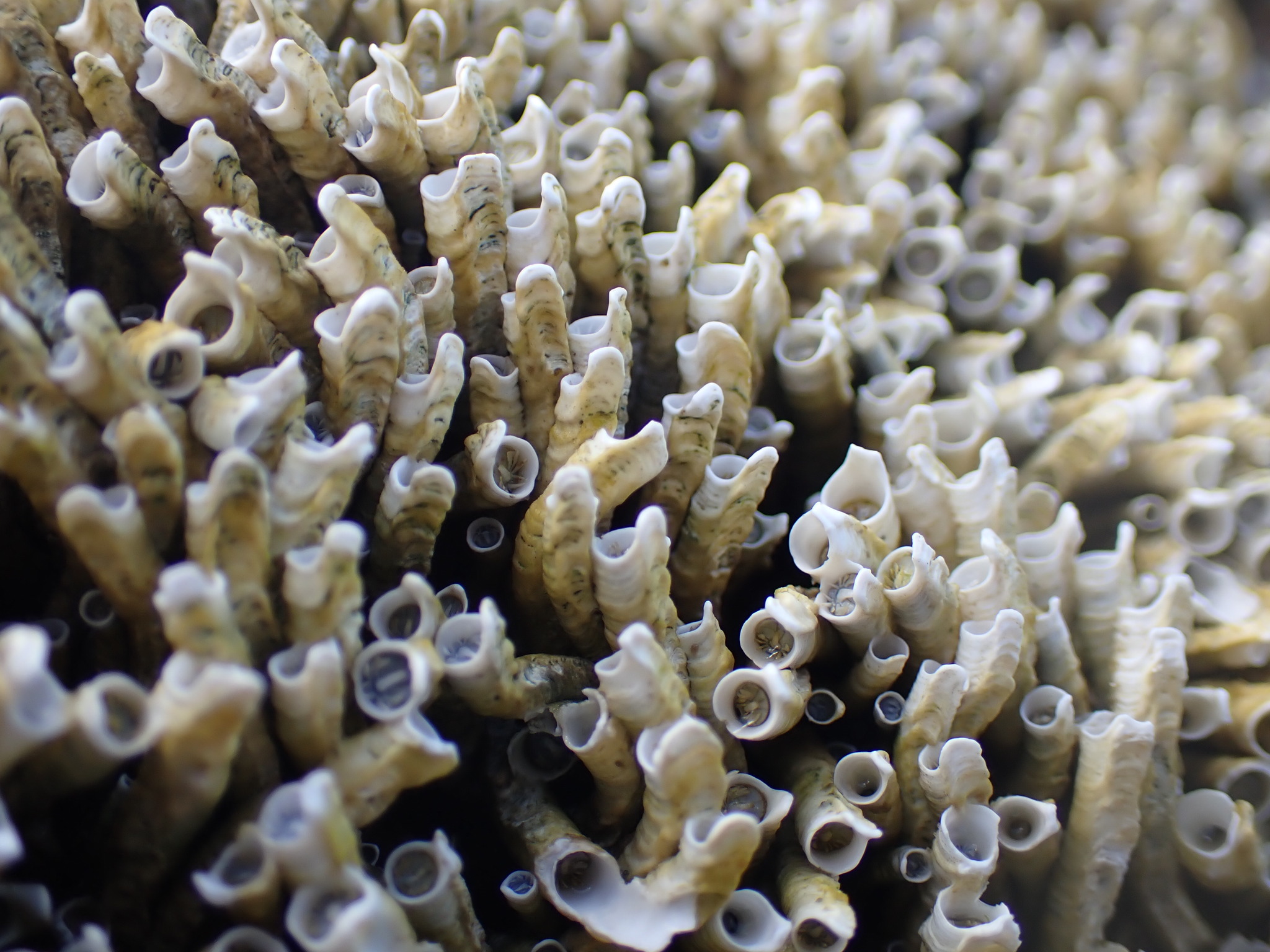 Galeolaria caespitosa Lamarck, 1818