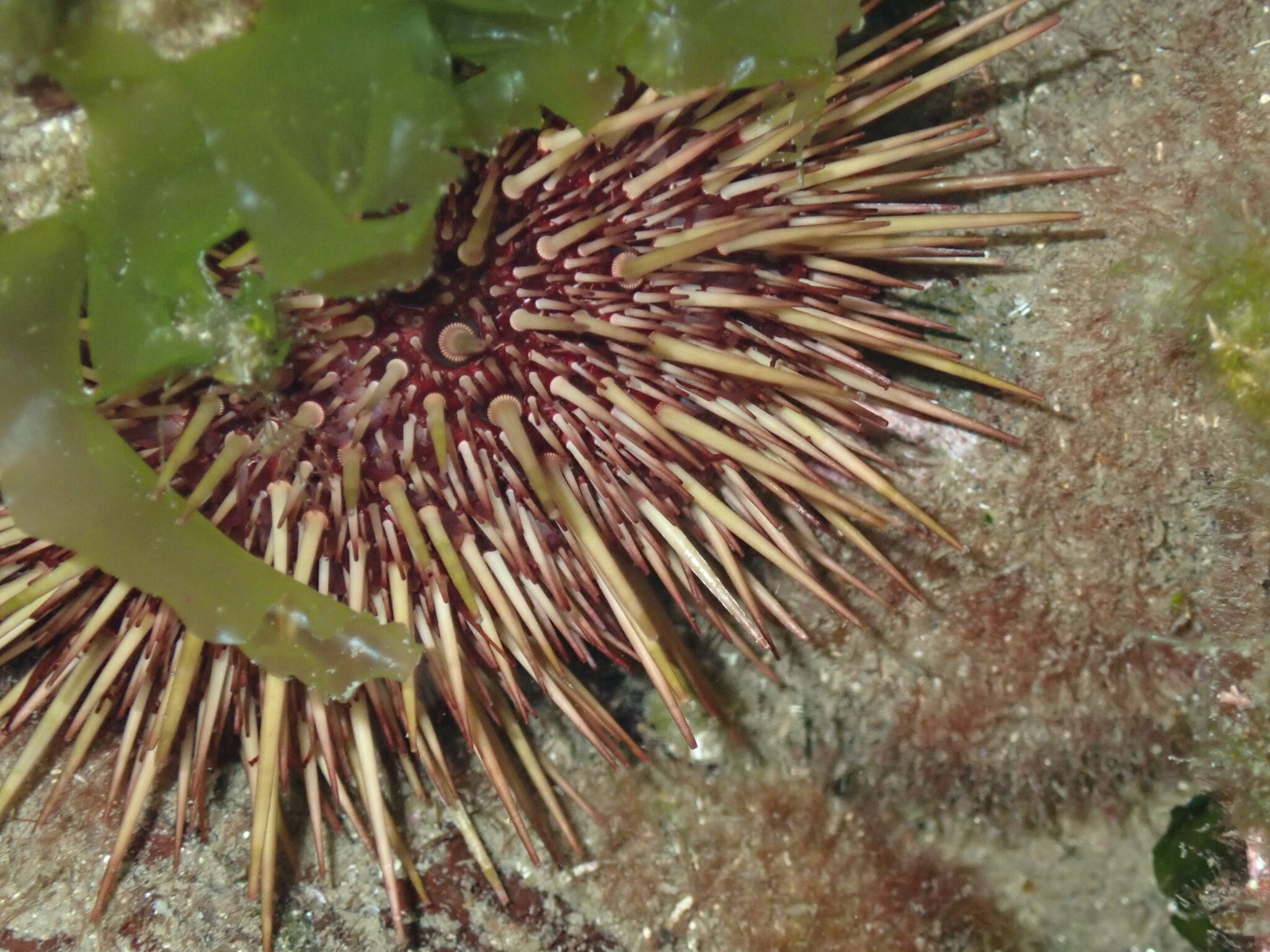 Heliocidaris erythrogramma (Valenciennes, 1846)