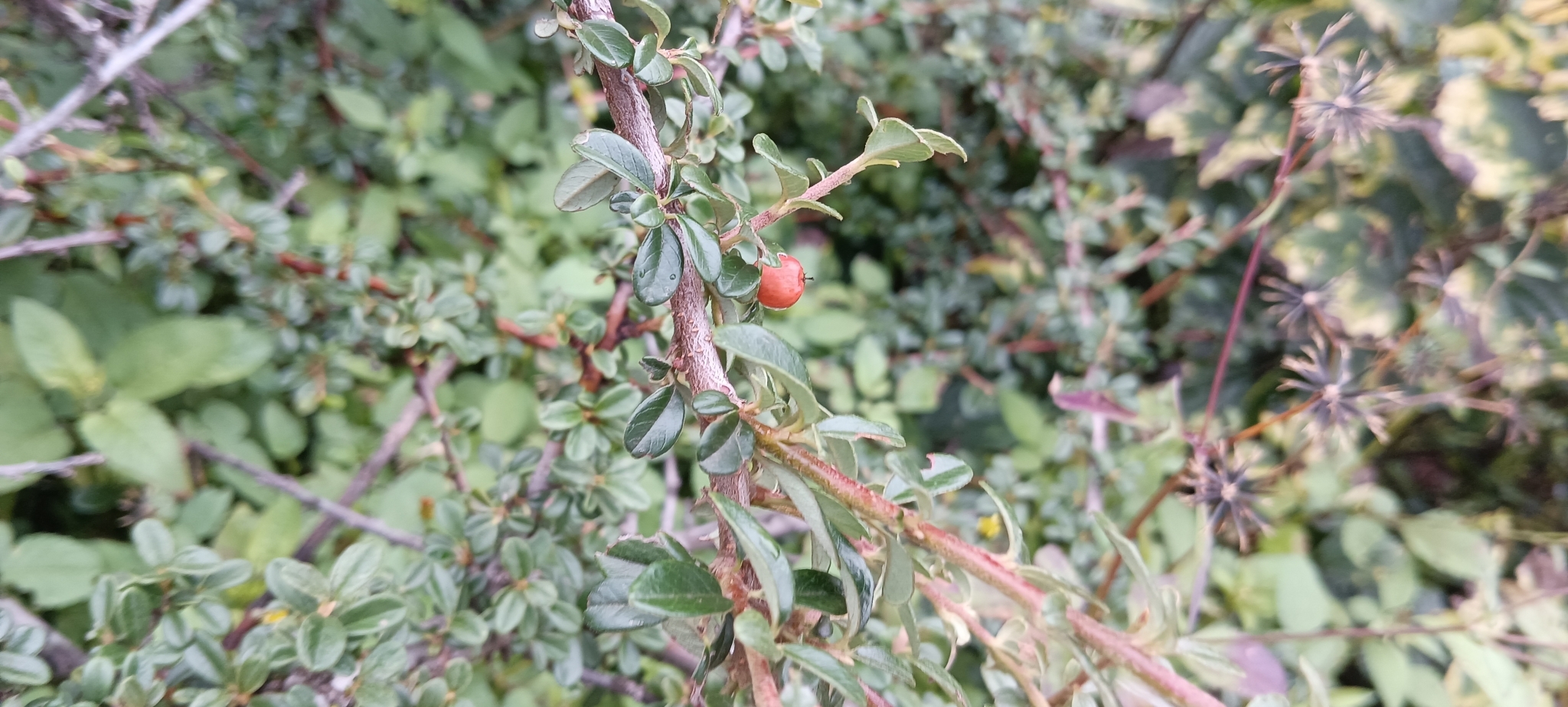 Cotoneaster horizontalis Decne.