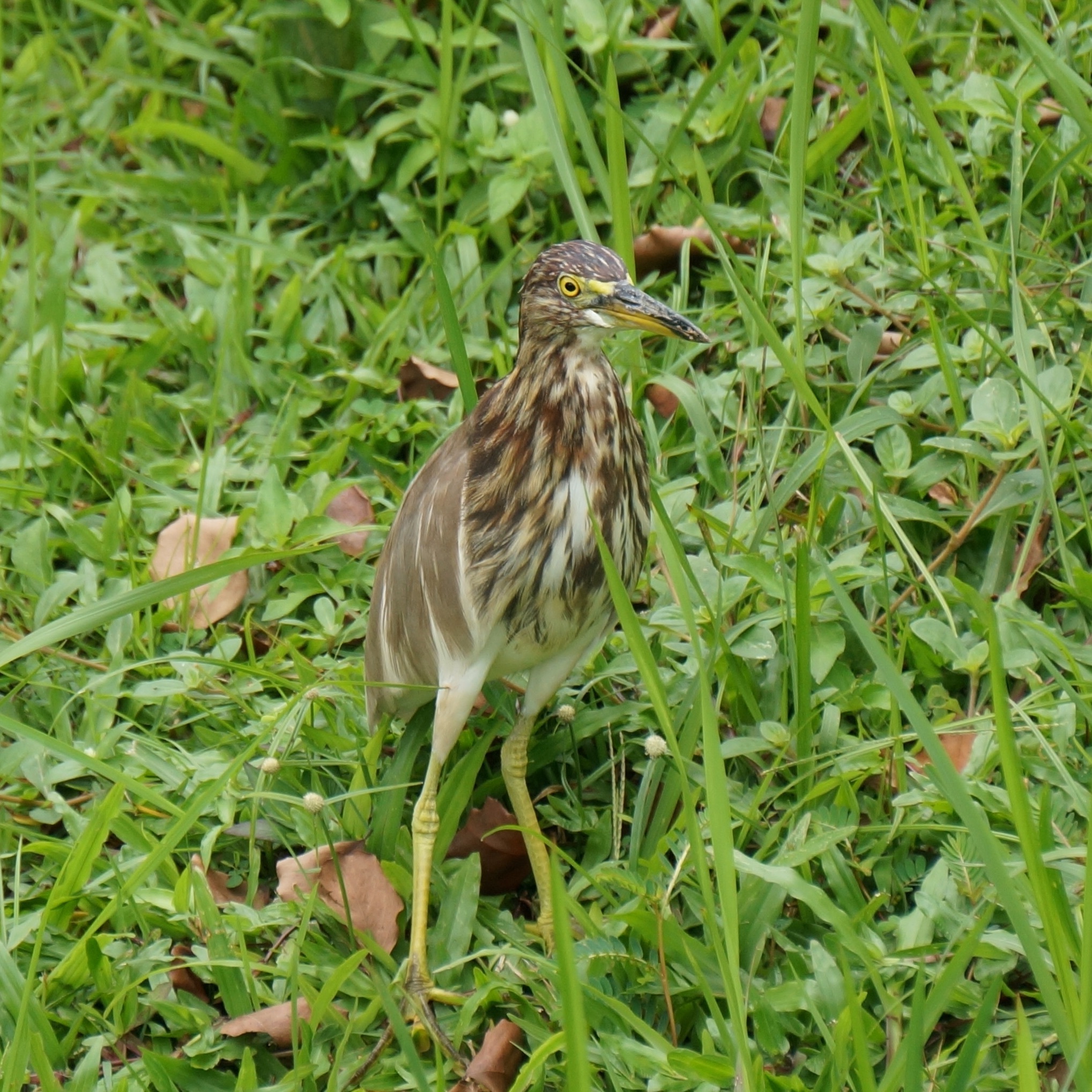 Ardeola bacchus (Bonaparte, 1855)