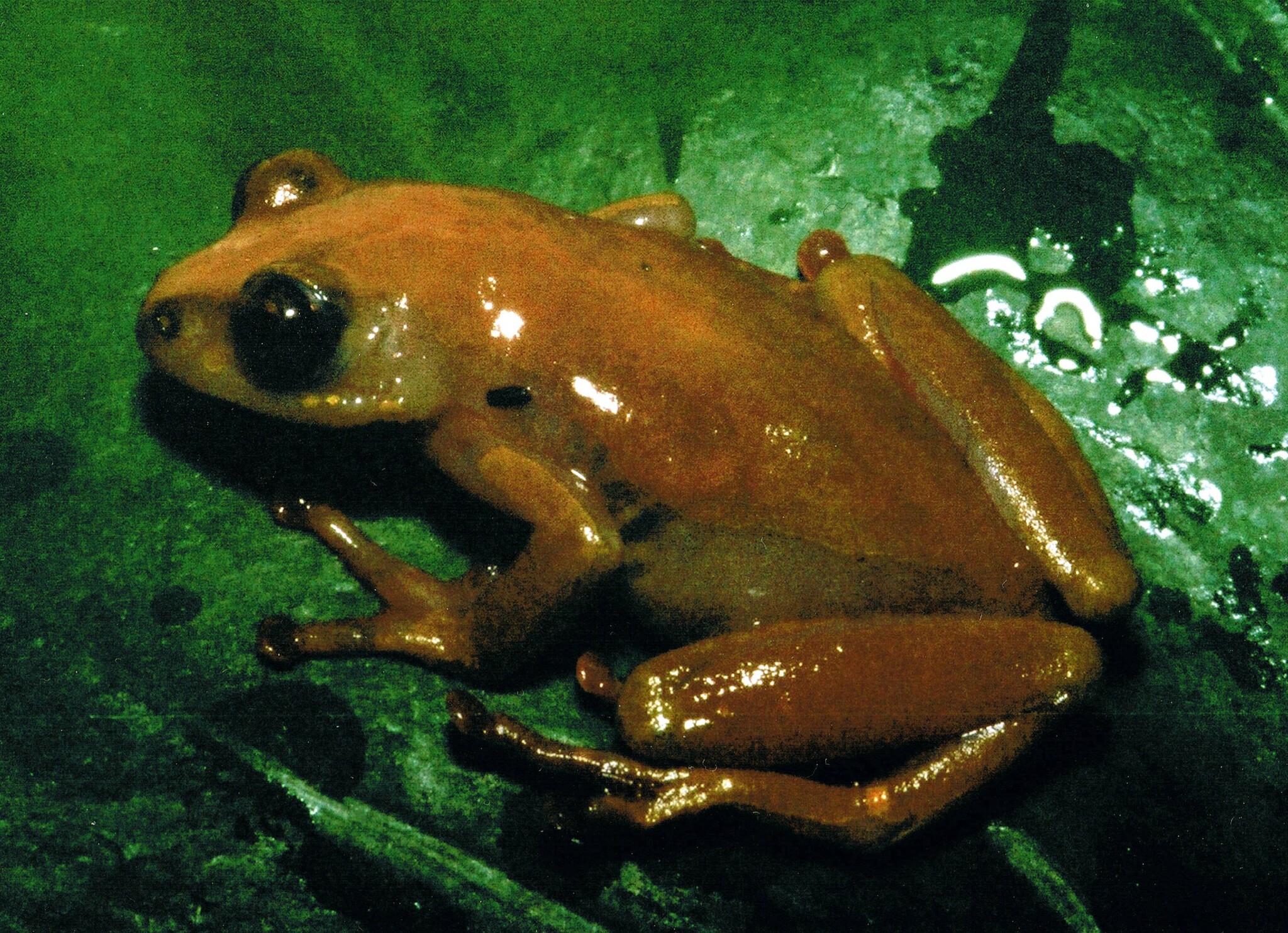 Hyperolius castaneus Ahl, 1931