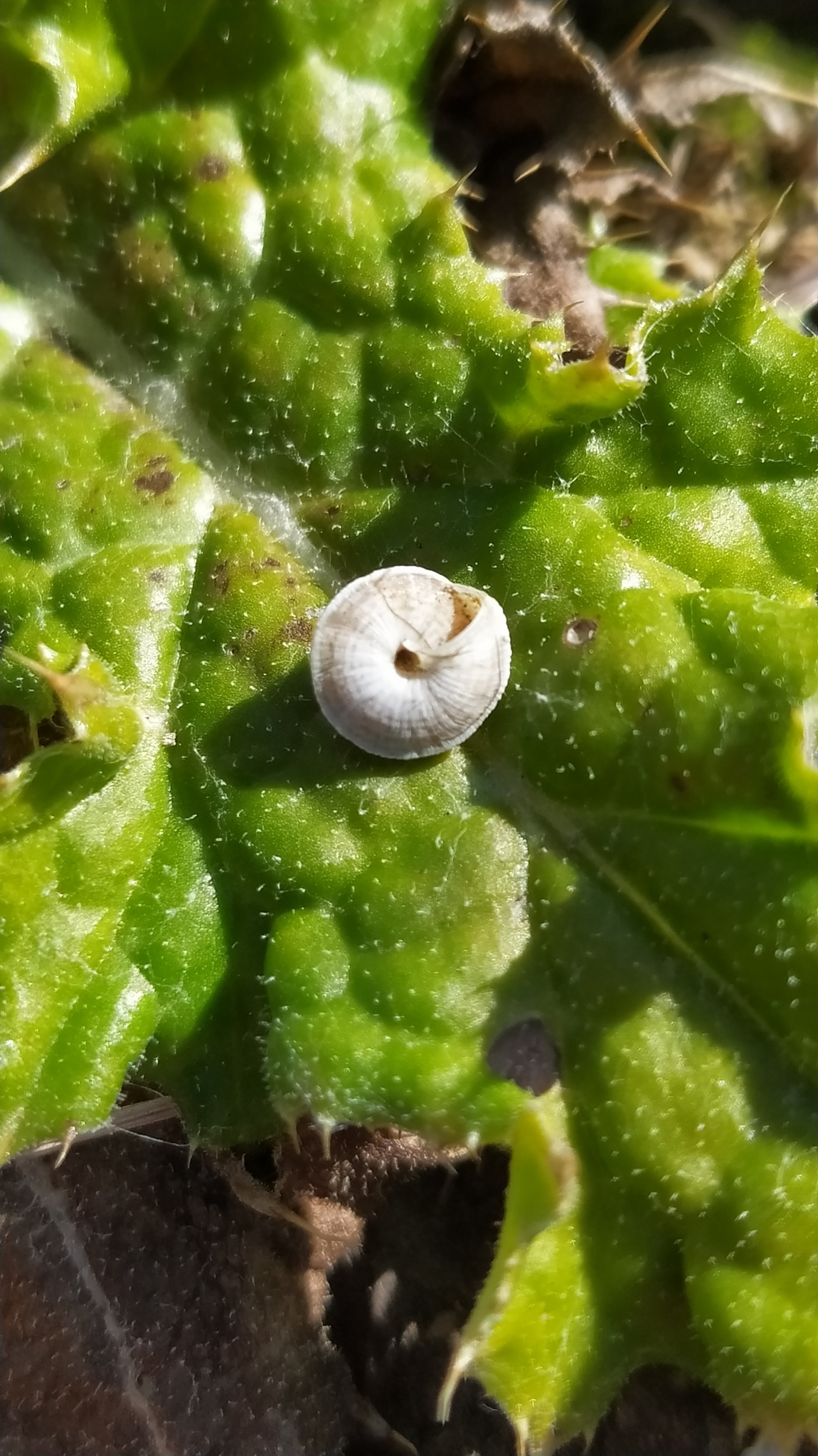 Trochoidea elegans (Gmelin, 1791)