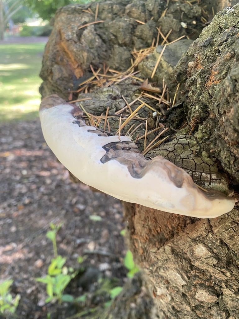 southern bracket from Christchurch Botanic Gardens, Christchurch ...