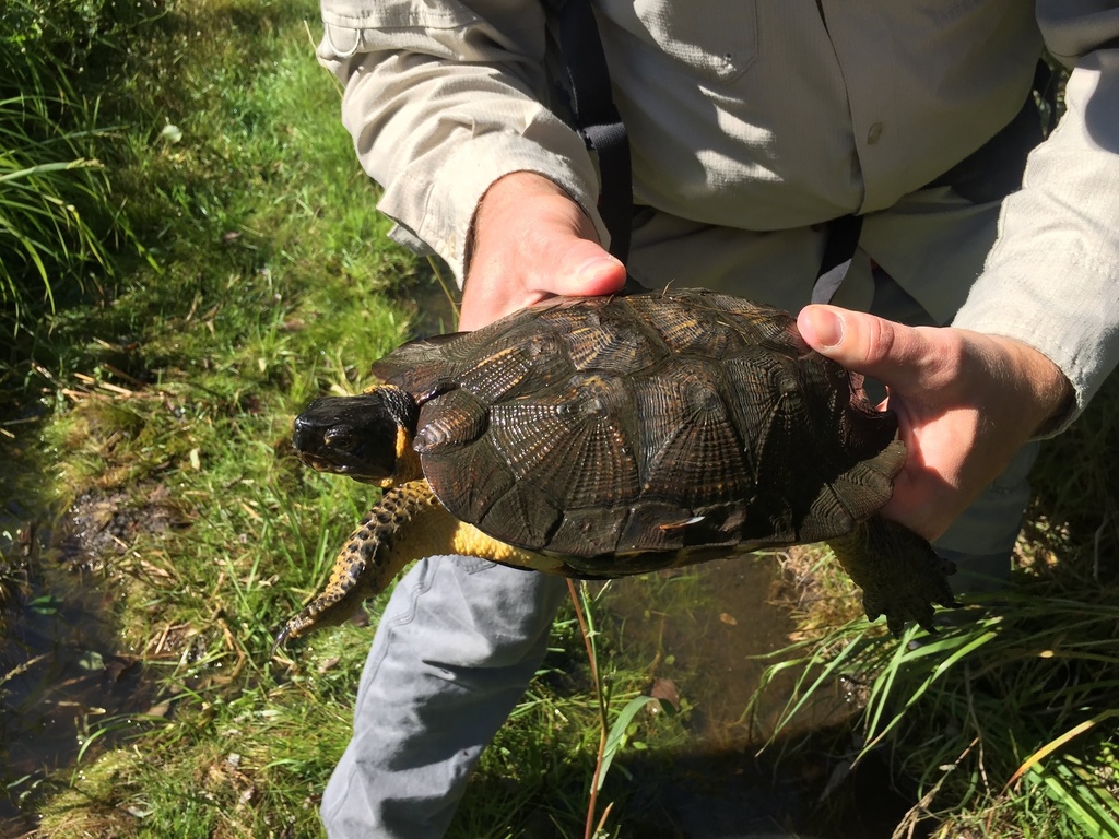 Wood Turtle in August 2018 by eolsonwi · iNaturalist