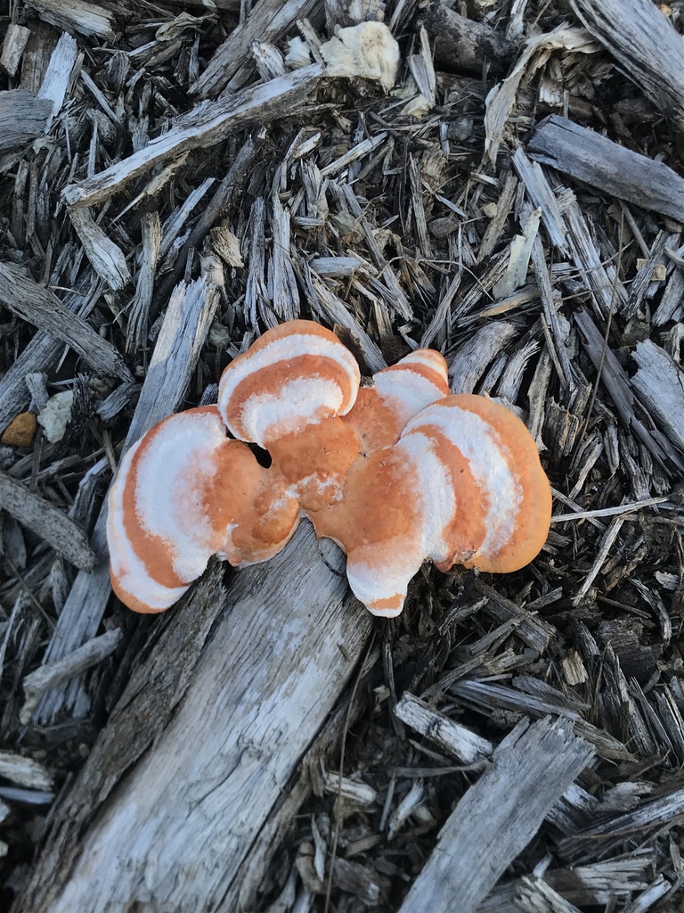 Trametes from Peregian Springs, QLD, AU on June 10, 2022 at 03:54 PM by ...