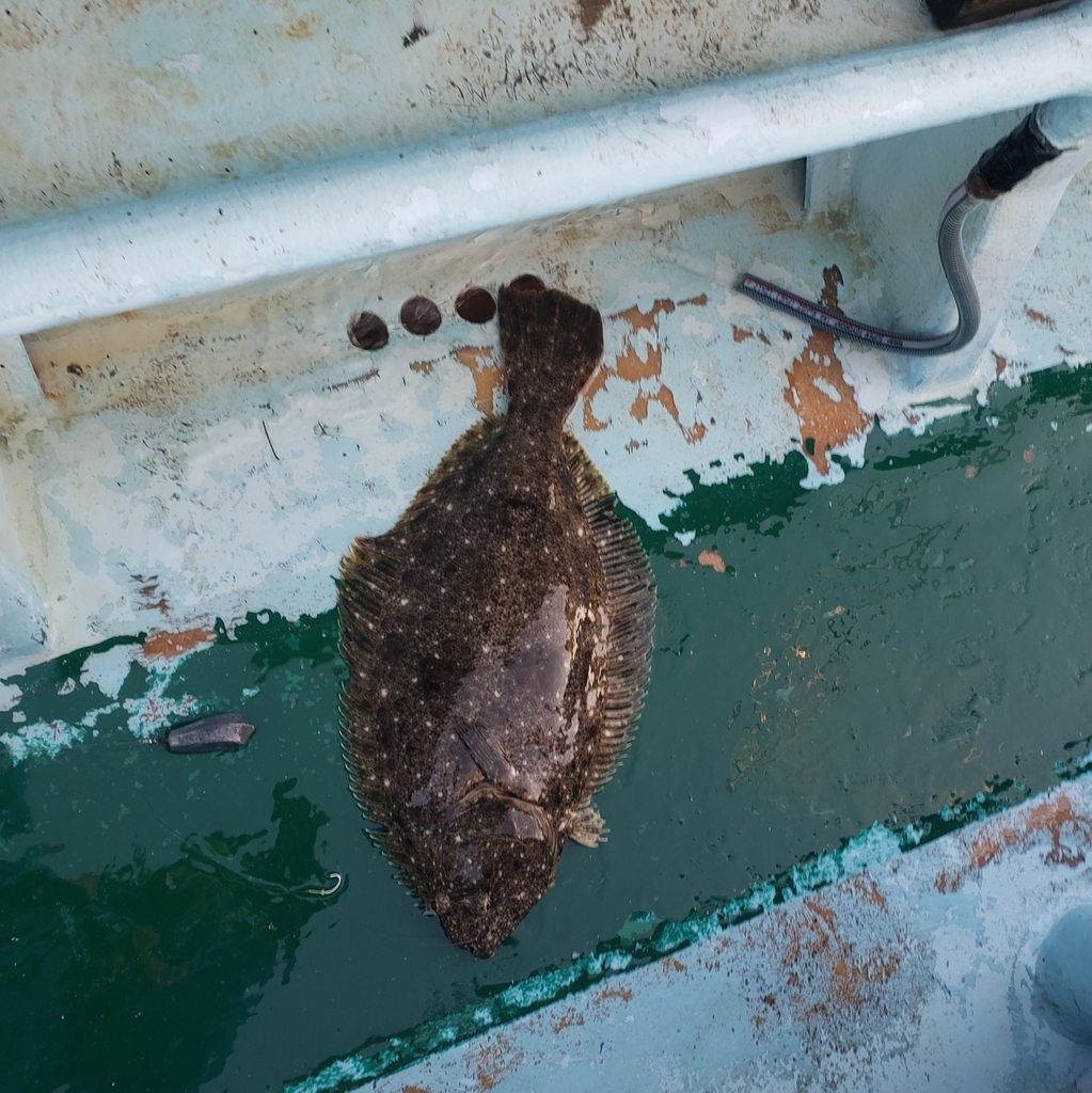 Olive Flounder from Japan on November 11, 2022 at 06:49 AM by Hannah ...