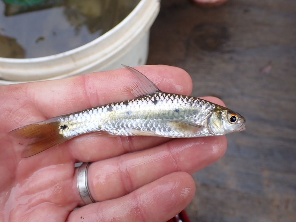 Threespot Barb from uMkhanyakude District Municipality, South Africa on ...