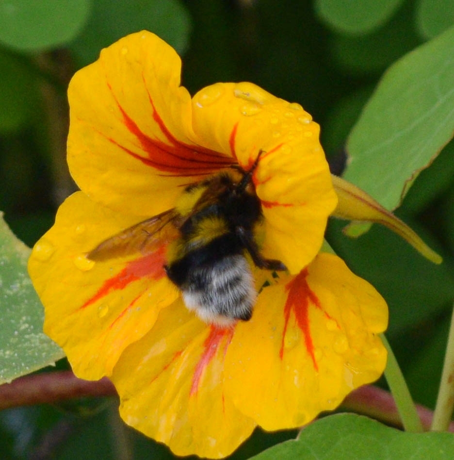 Bombus ruderatus (Fabricius, 1775)
