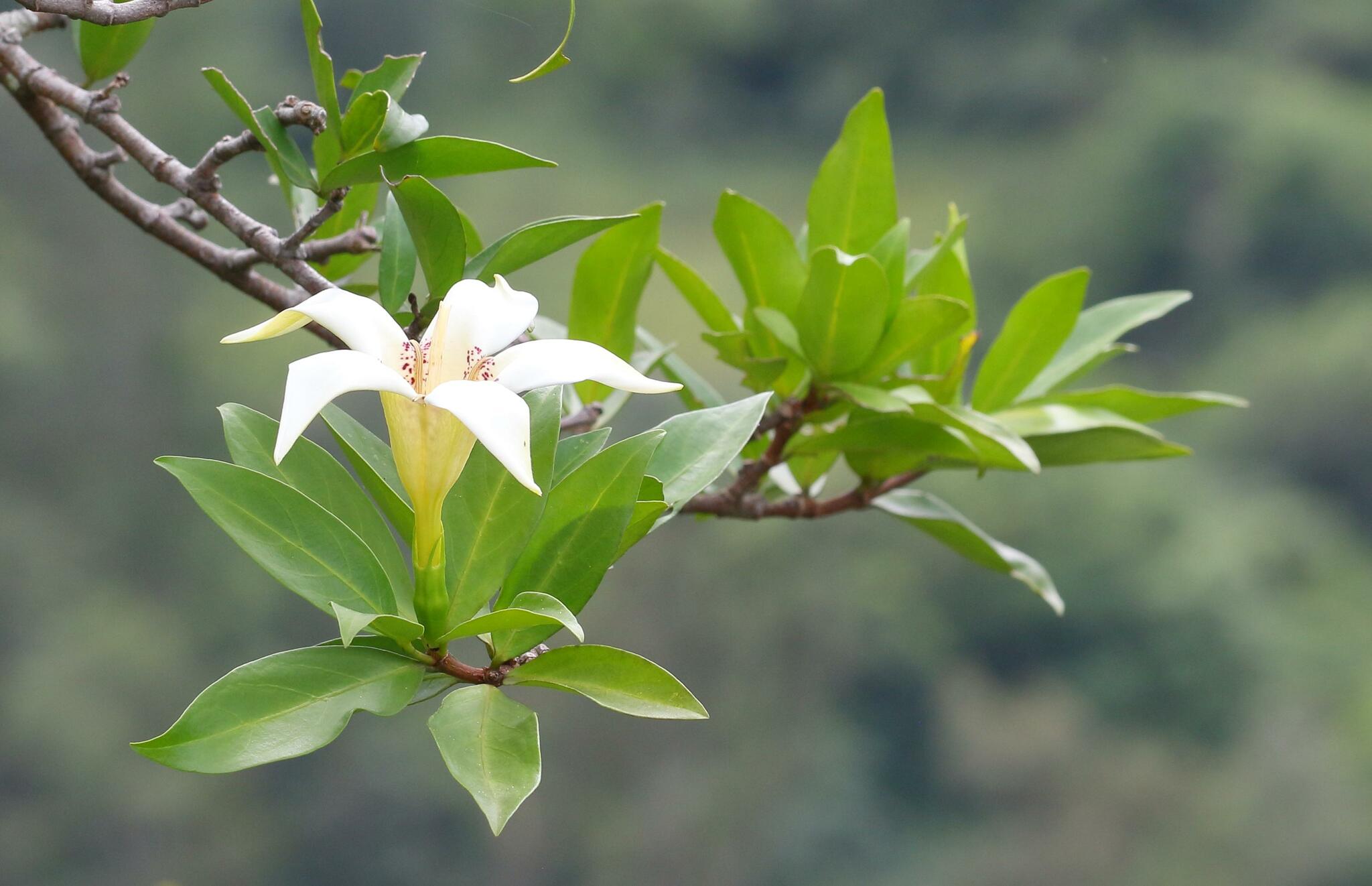 Rothmannia capensis Thunb.