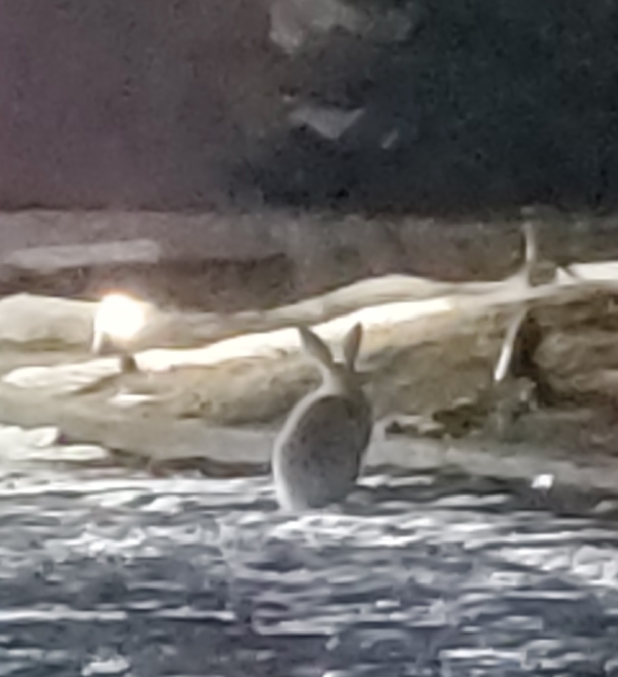 Lepus townsendii Bachman, 1839