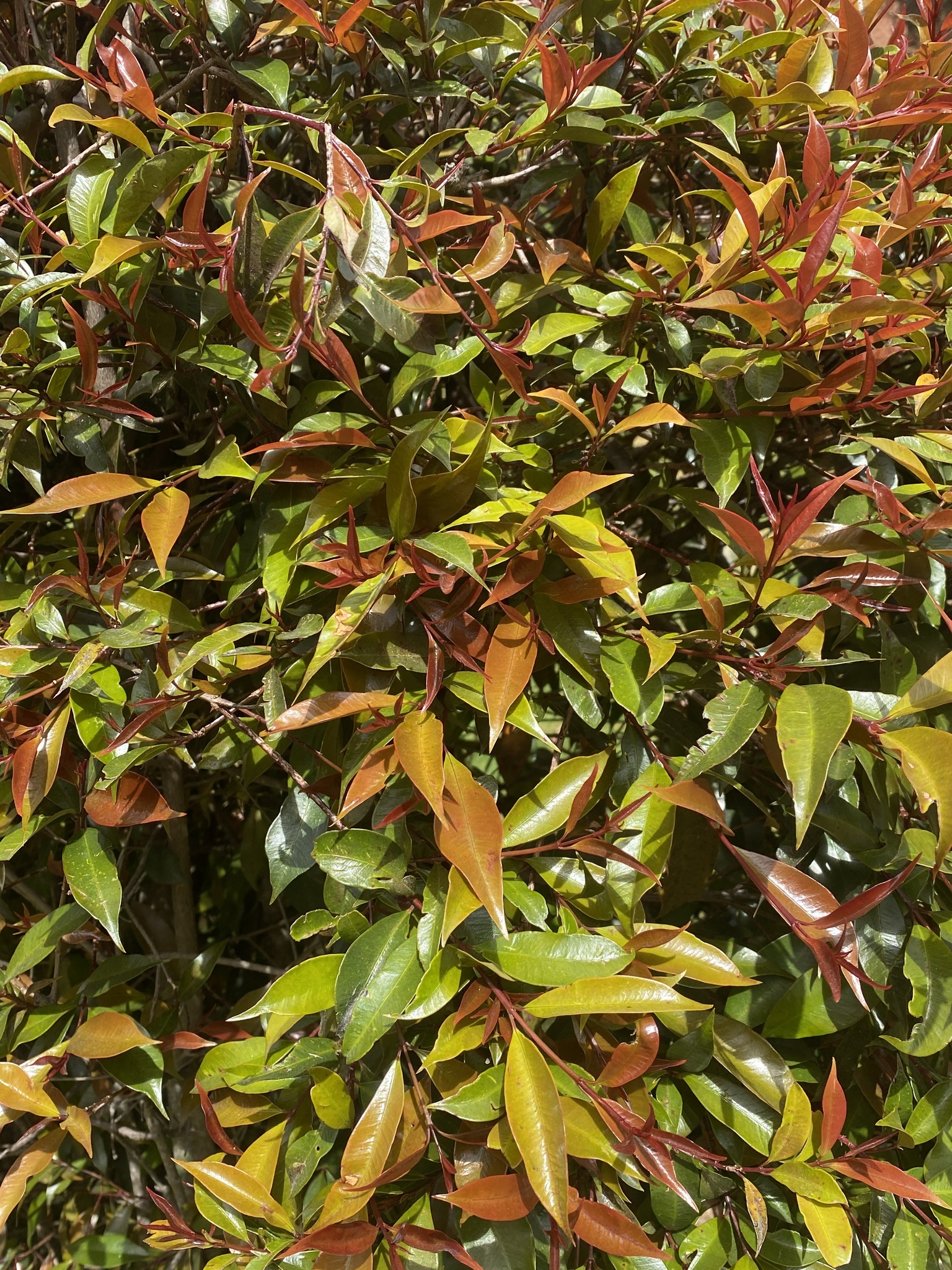 Syzygium paniculatum Gaertn.