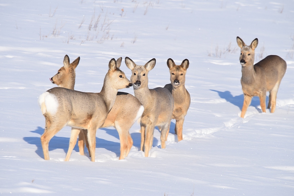 Capreolus pygargus (Pallas, 1771)