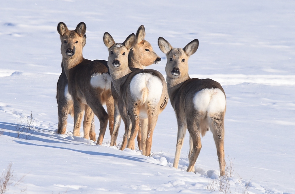 Capreolus pygargus (Pallas, 1771)