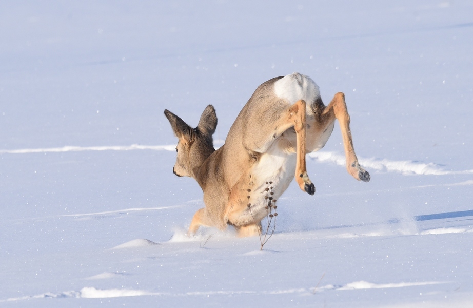 Capreolus pygargus (Pallas, 1771)