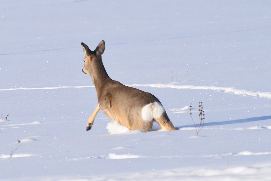Capreolus pygargus (Pallas, 1771)