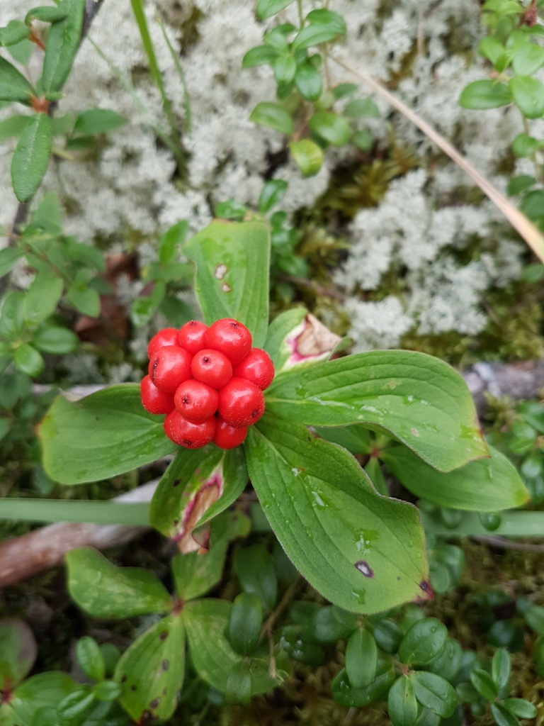 Canadian bunchberry from Opportunity No. 17, AB, Canada on August 19 ...
